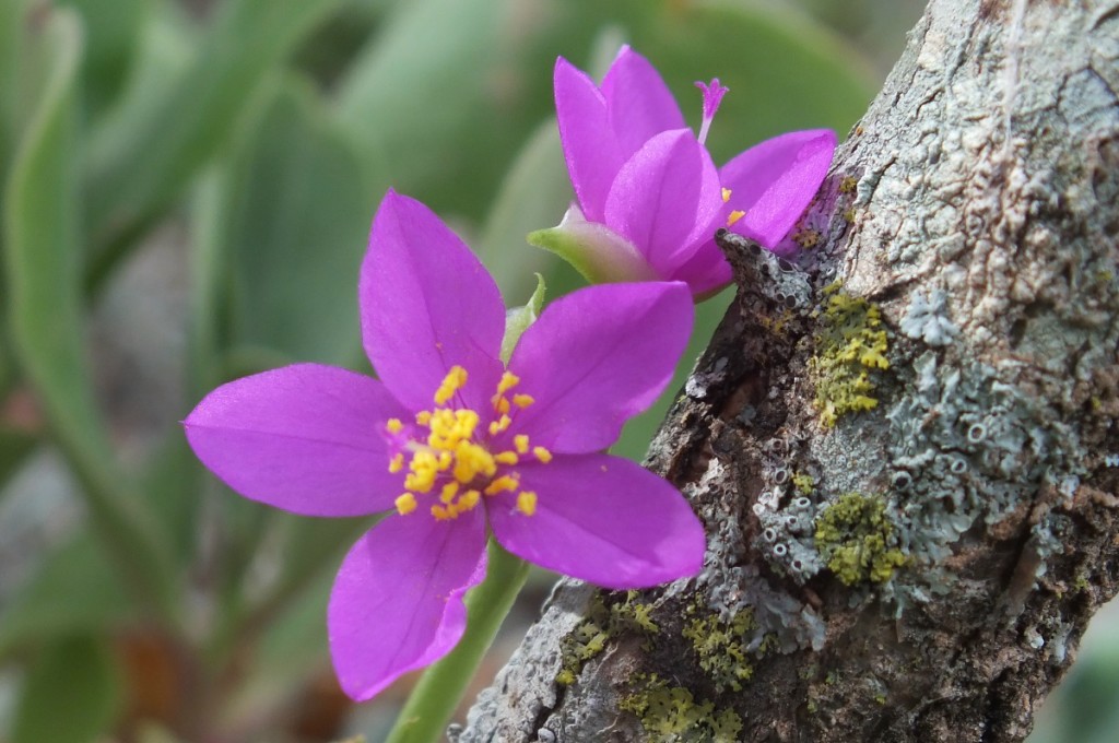 TALINACEAE | Pybio Paraguay Biodiversidad