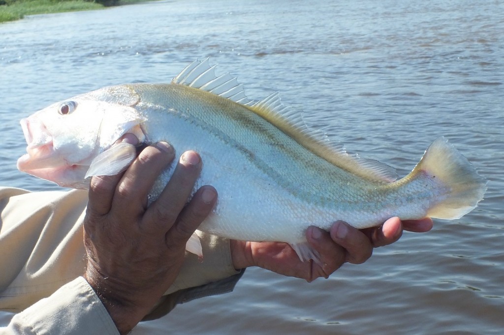 SCIAENIDAE | Pybio Paraguay Biodiversidad