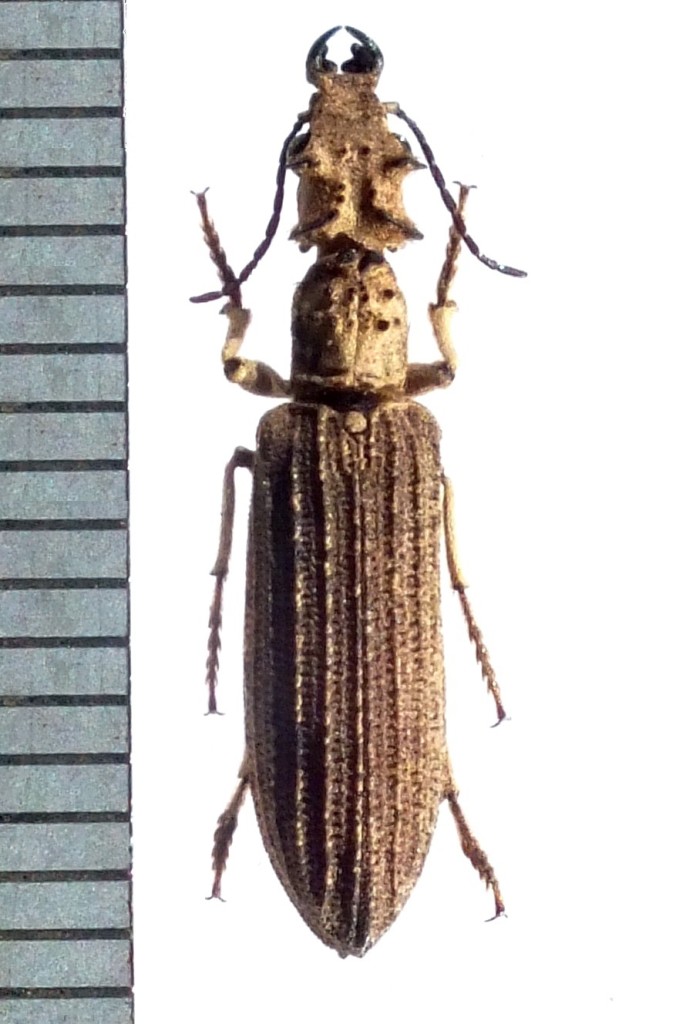 OMMATIDAE | Pybio Paraguay Biodiversidad